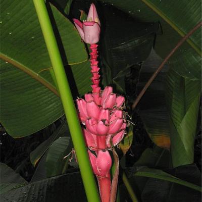 Musa L. | Plants of the World Online | Kew Science