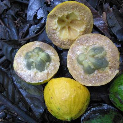 Pouteria Aubl. | Plants of the World Online | Kew Science