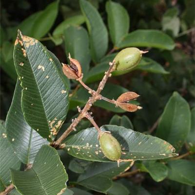 Qualea multiflora Mart. | Plants of the World Online | Kew Science