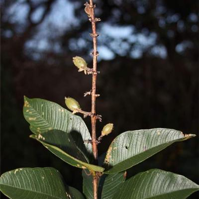 Qualea multiflora Mart. | Plants of the World Online | Kew Science