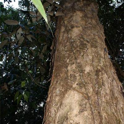 Qualea paraensis Ducke | Plants of the World Online | Kew Science