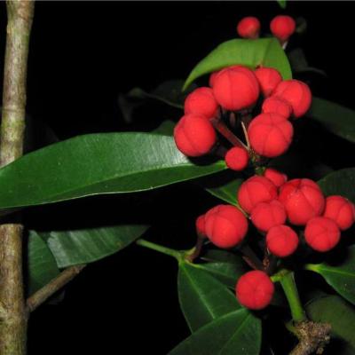 Symphonia globulifera L.f. | Colombian Plants made accessible