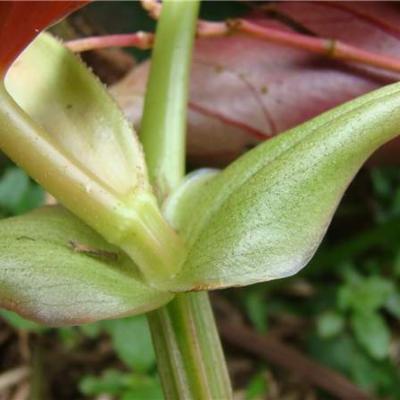 Begonia angularis Raddi | Plants of the World Online | Kew Science