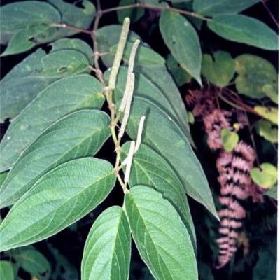 Piper hispidum Sw. | Colombian Plants made accessible