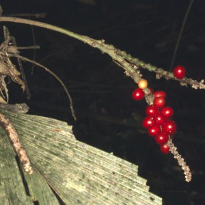 Iguanura Blume | Plants of the World Online | Kew Science