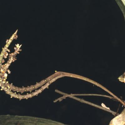 Iguanura Blume | Plants of the World Online | Kew Science