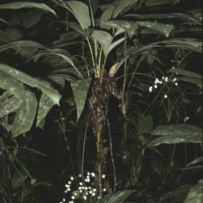 Iguanura Blume | Plants of the World Online | Kew Science