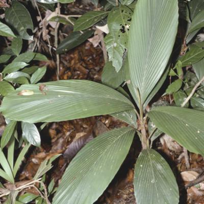 Iguanura Blume | Plants of the World Online | Kew Science