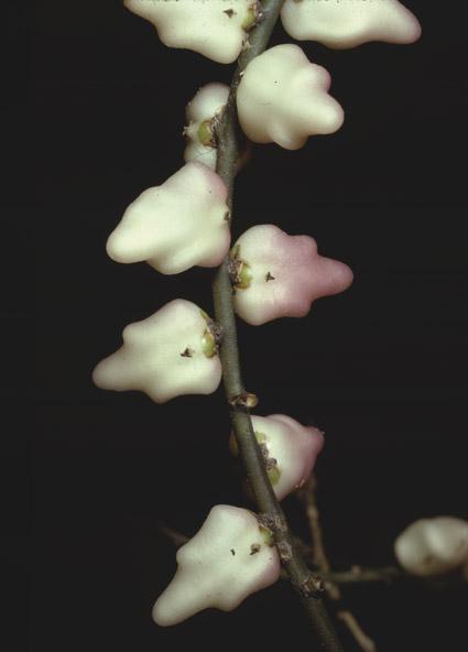 Iguanura Blume | Plants of the World Online | Kew Science