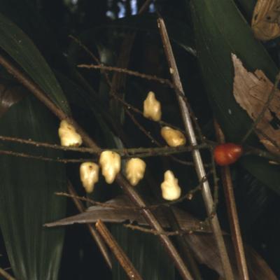 Iguanura Blume | Plants of the World Online | Kew Science