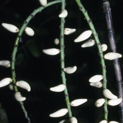 Iguanura Blume | Plants of the World Online | Kew Science