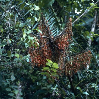 Laccosperma (G.Mann & H.Wendl.) Drude | Plants of the World Online ...