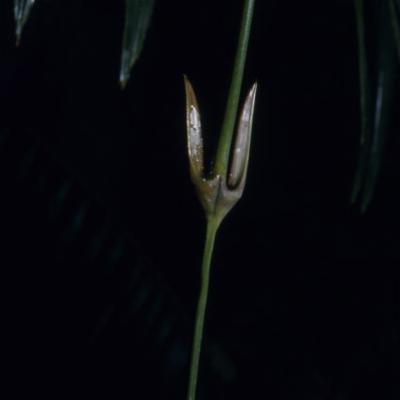 Laccosperma acutiflorum (Becc.) J.Dransf. | Plants of the World Online ...