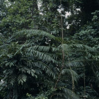 Laccosperma acutiflorum (Becc.) J.Dransf. | Plants of the World Online ...