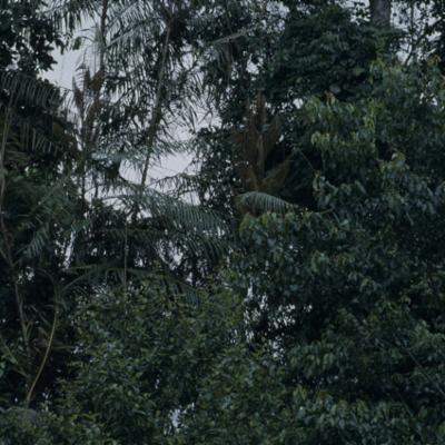 Laccosperma (G.Mann & H.Wendl.) Drude | Plants of the World Online ...