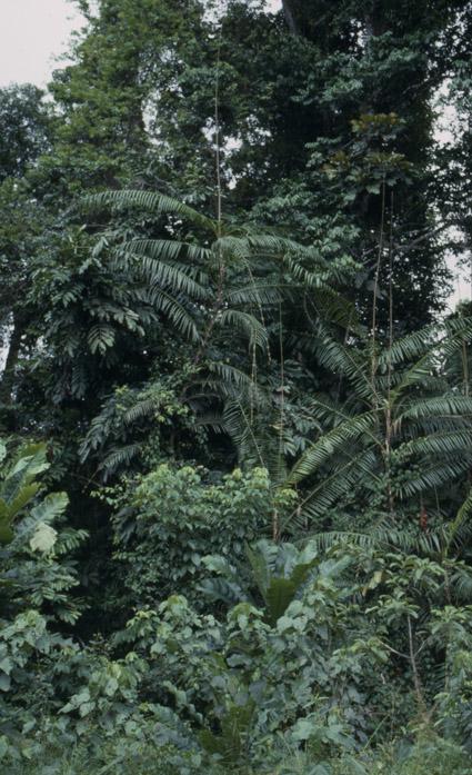 Laccosperma (G.Mann & H.Wendl.) Drude | Plants of the World Online ...