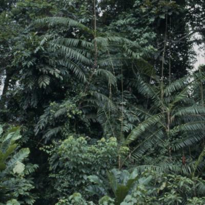 Laccosperma (G.Mann & H.Wendl.) Drude | Plants of the World Online ...