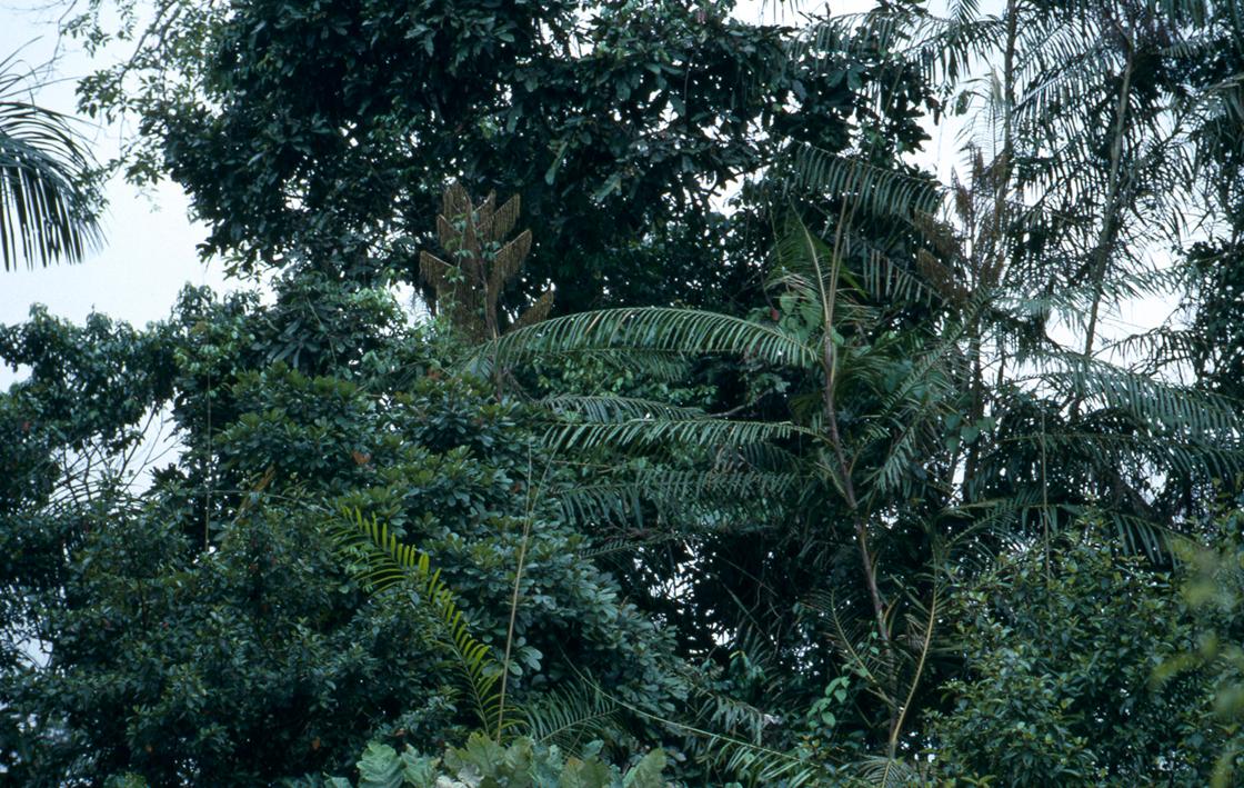 Laccosperma (G.Mann & H.Wendl.) Drude | Plants of the World Online ...