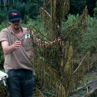 Laccosperma (G.Mann & H.Wendl.) Drude | Plants of the World Online ...