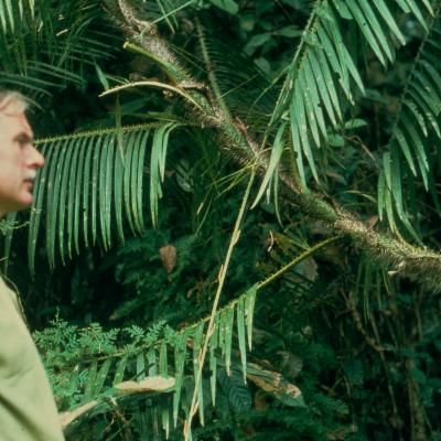 Laccosperma secundiflorum (P.Beauv.) Kuntze | Plants of the World ...