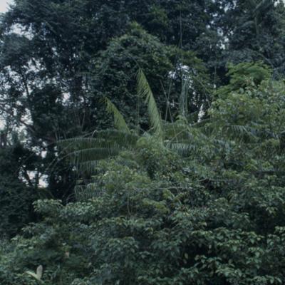 Laccosperma secundiflorum (P.Beauv.) Kuntze | Plants of the World ...