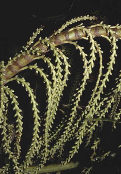 Laccosperma secundiflorum (P.Beauv.) Kuntze | Plants of the World ...