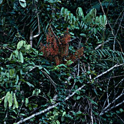 Laccosperma secundiflorum (P.Beauv.) Kuntze | Plants of the World ...