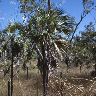 Livistona humilis R.Br. | Plants of the World Online | Kew Science