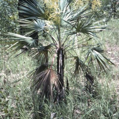 Livistona R.Br. | Plants of the World Online | Kew Science