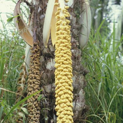 Aphandra natalia (Balslev & A.J.Hend.) Barfod | Plants of the World ...