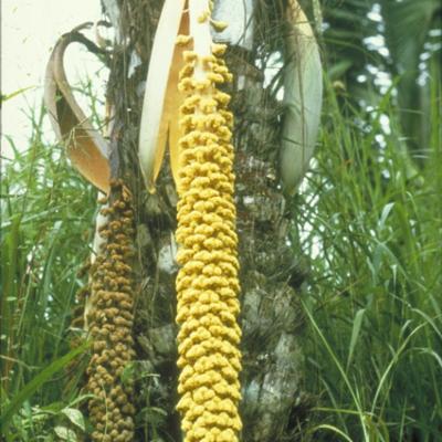 Aphandra Barfod | Plants of the World Online | Kew Science