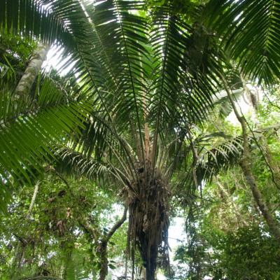 Aphandra natalia (Balslev & A.J.Hend.) Barfod | Plants of the World ...