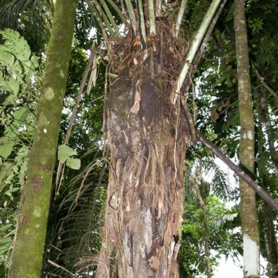 Aphandra natalia (Balslev & A.J.Hend.) Barfod | Plants of the World ...