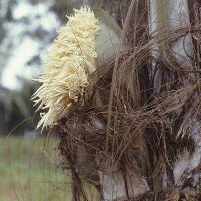 Aphandra natalia (Balslev & A.J.Hend.) Barfod | Plants of the World ...