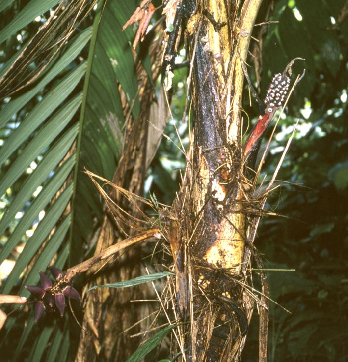 Nenga gajah J.Dransf. | Plants of the World Online | Kew Science