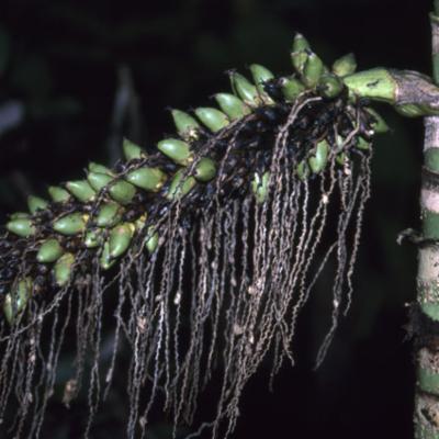 Areca macrocalyx Zipp. ex Blume | Plants of the World Online | Kew Science