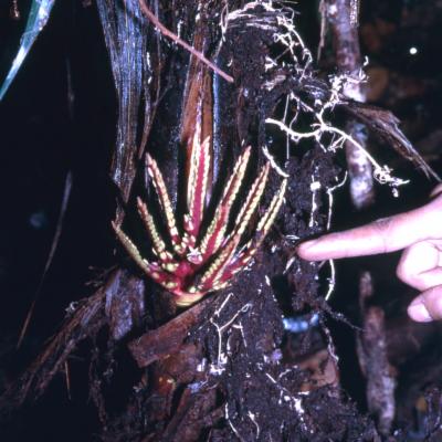 Areca tunku J.Dransf. & C.K.Lim | Plants of the World Online | Kew Science