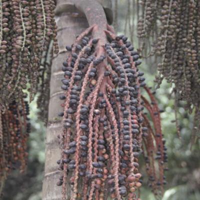 Pinanga javana Blume | Plants of the World Online | Kew Science