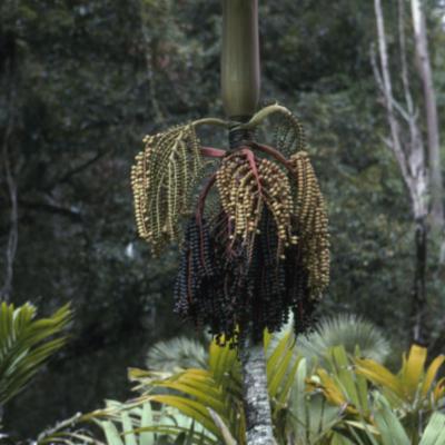 Pinanga javana Blume | Plants of the World Online | Kew Science