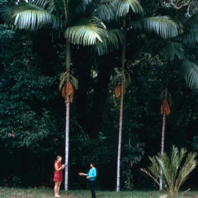 Pinanga javana Blume | Plants of the World Online | Kew Science