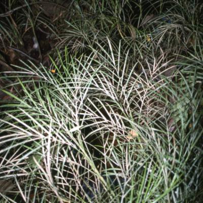 Pinanga rivularis Becc. | Plants of the World Online | Kew Science