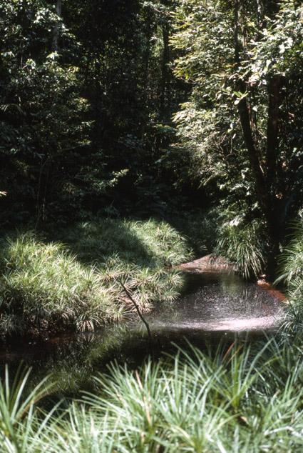 Pinanga rivularis Becc. | Plants of the World Online | Kew Science