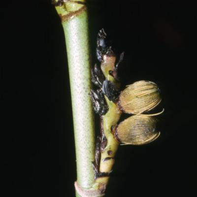 Pinanga rivularis Becc. | Plants of the World Online | Kew Science