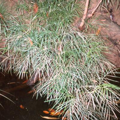 Pinanga rivularis Becc. | Plants of the World Online | Kew Science