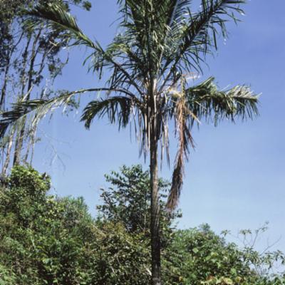 Ravenea madagascariensis Becc. | Plants of the World Online | Kew Science