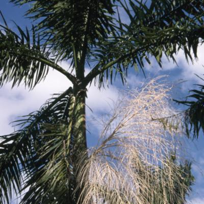 Roystonea O.F.Cook | Plants of the World Online | Kew Science