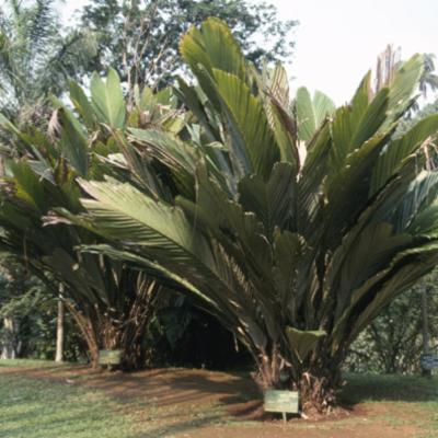 Salacca magnifica Mogea | Plants of the World Online | Kew Science