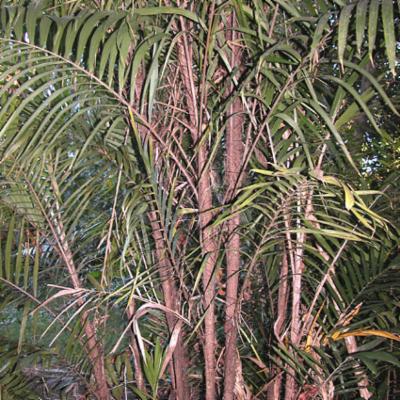 Bactris major Jacq. | Plants of the World Online | Kew Science