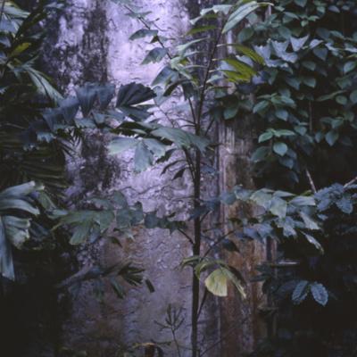 Balaka Becc. | Plants of the World Online | Kew Science