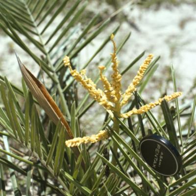 Syagrus microphylla Burret | Plants of the World Online | Kew Science